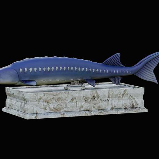 🐠 fish sturgeon / huso huso / vyza / Acipenseridae with storage space ...
