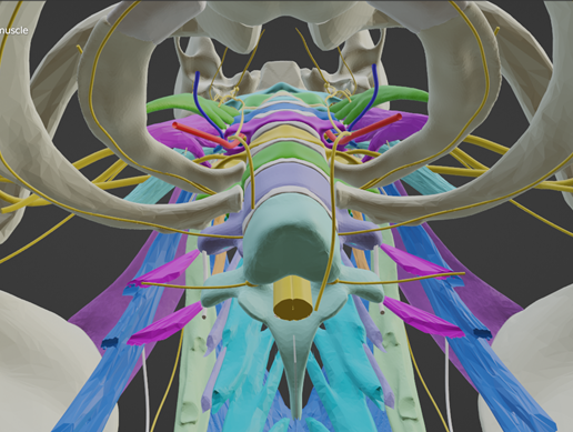 🦴 NECK AND SPINE ANATOMY WITH MUSCLES, VERTEBRAL ARTERY AND VEIN, NERVE, SPINAL CORD, BRACHIAL ...