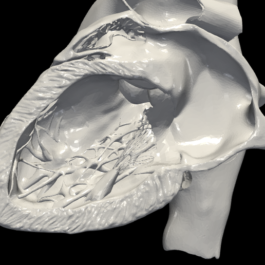 💜 3D Model of Heart (2.3.4.5 chamber view) - 4 pack・ STL File for ・Cults