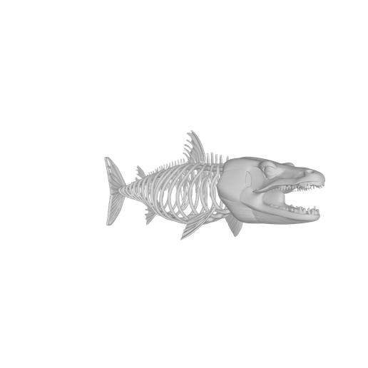 🐟 Barracuda esqueleto modelo 3D (3D Print Ready)・Archivo STL para ...
