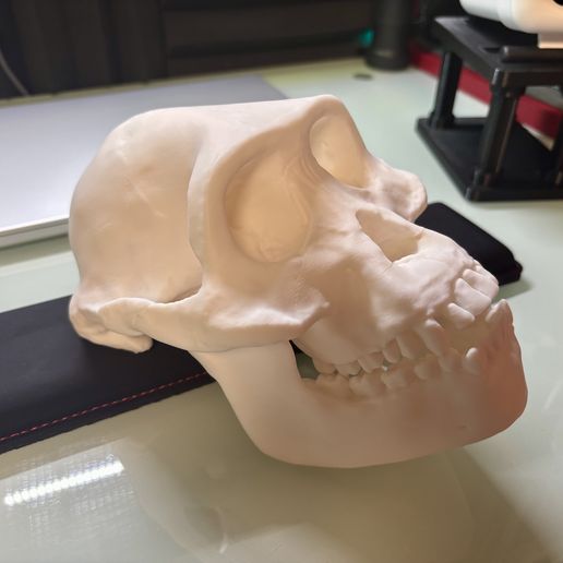 australopithecus skull 3d print