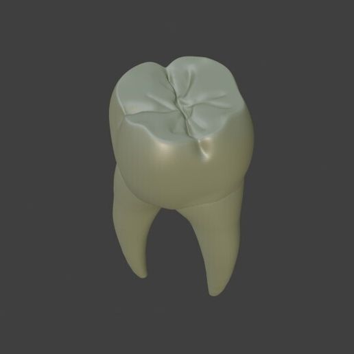 🦷 Muela (tooth) Molar・ STL File for 3D printing and Papercraft ...