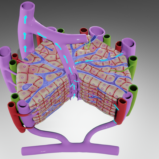 Archivo STL Microscopic Anatomy of Liver 3D Model - Fully Textured ...