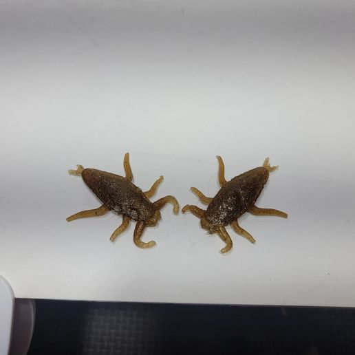 🚰 toe biter/ water bug soft lure・Fichier STL pour Impression 3D・Cults