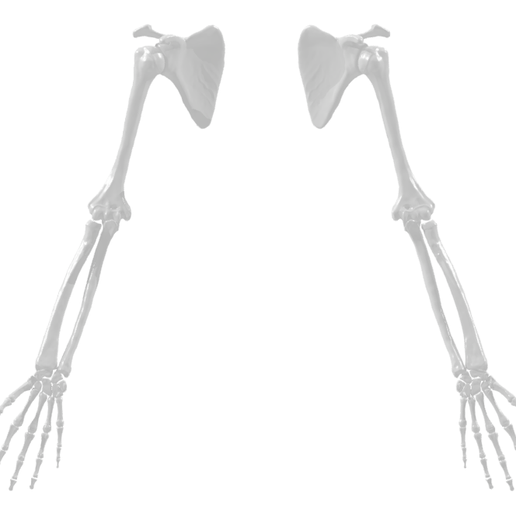 printable skeleton arms