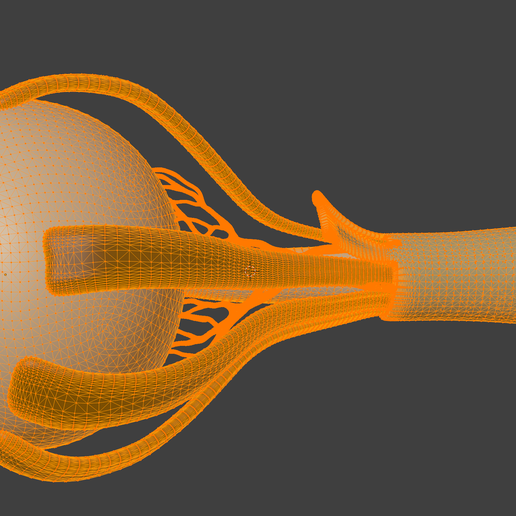 👁️ 3D Model of Human Eye Anatomy v2・ STL File for 3D printing・Cults