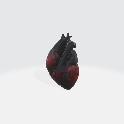 💜 Realistic Human Heart 3D Model - Anatomical Organ・ 3D File for 3D ...