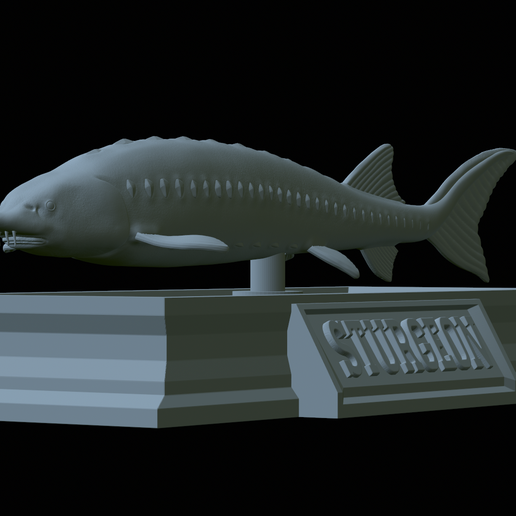 🐠 fish beluga / sturgeon / huso huso / vyza velká statue detailed ...