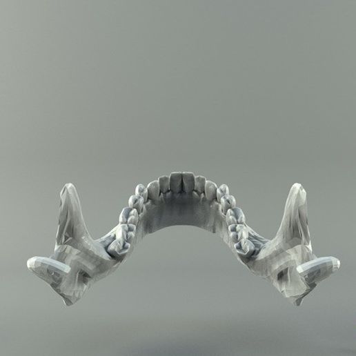 Download free STL file Human Skull • 3D print model ・ Cults