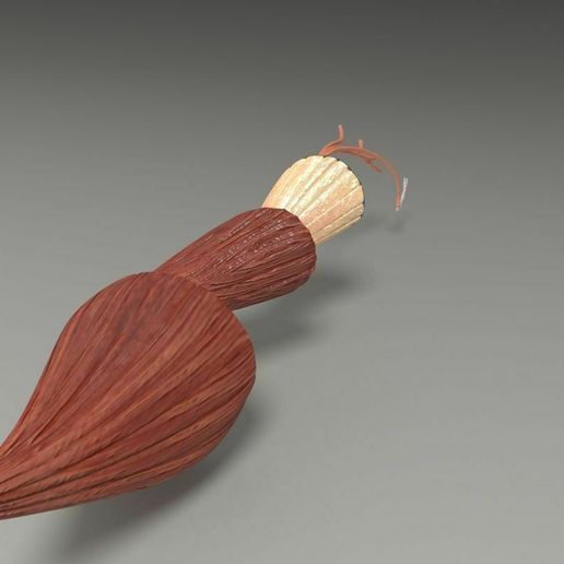 Muscle cross section 3D model・ 3D File for 3D printing・Cults