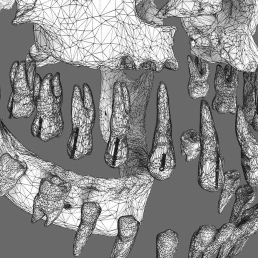 💀 Human skeleton set complete separable labelled bone names parts 3D ...