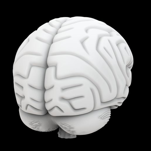 🧠 Human Brain Model 3D Print・ STL File for 3D printing・Cults