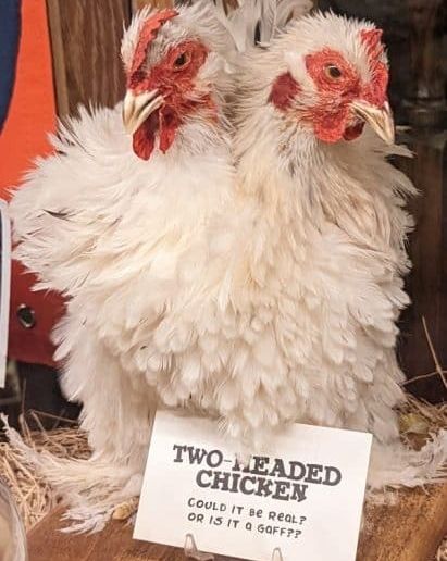 🐔 Two-Headed Wizzard Chicken of Alternation・Free 3D File for 3D ...