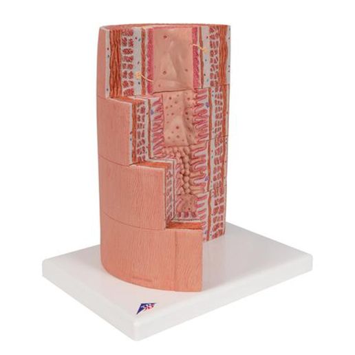 STL file 3D Microanatomy Model of Digestive System 🩻 ・3D printing model ...
