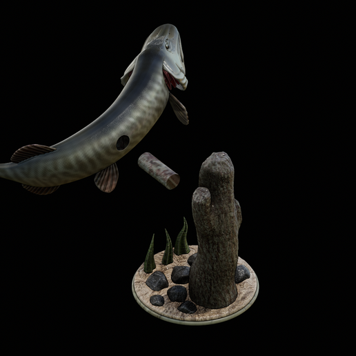 🐠 fish pike muskellunge muskie / Esox masquinongy fish in motion ...