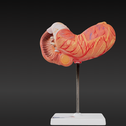 OBJ file 3D Model of Stomach v2 🎒 ・3D printing template to download・Cults