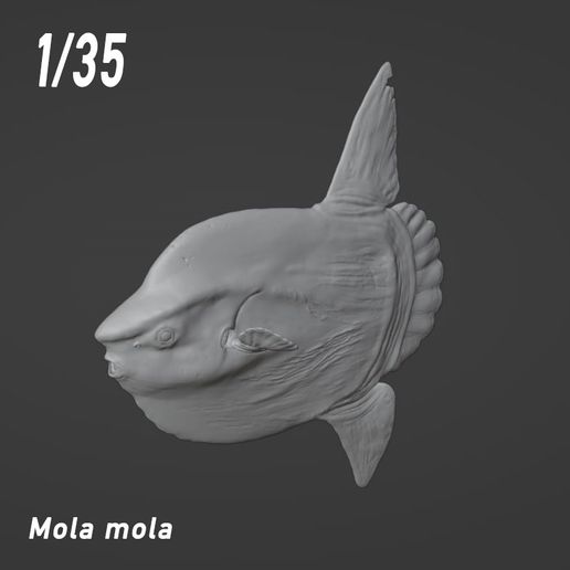 🌊 Ocean sunfish (Mola mola)・ STL File for 3D printing・Cults