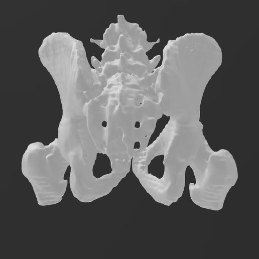 STL file PELVIS SACRUM ⚕️ ・3D printing design to download・Cults