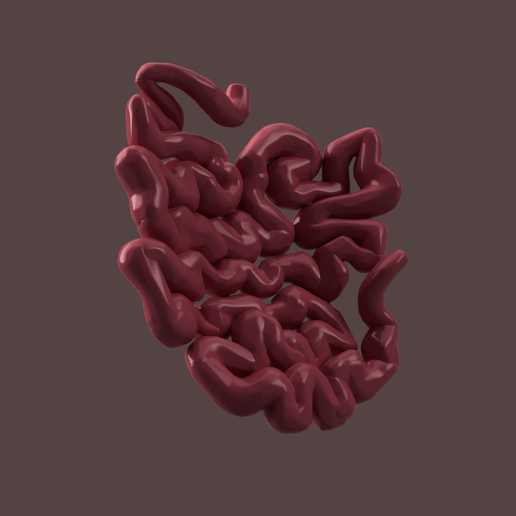 🤏 SMALL INTESTINE SEGMENTED・ 3D File for 3D printing・Cults
