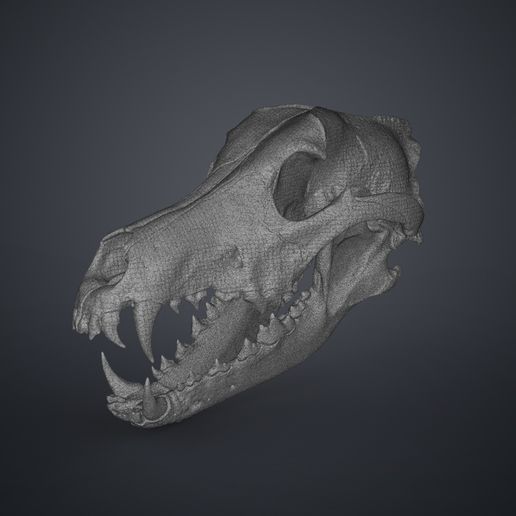 💀 Realistic Animal Skull Collection・ 3D File for 3D printing・Cults