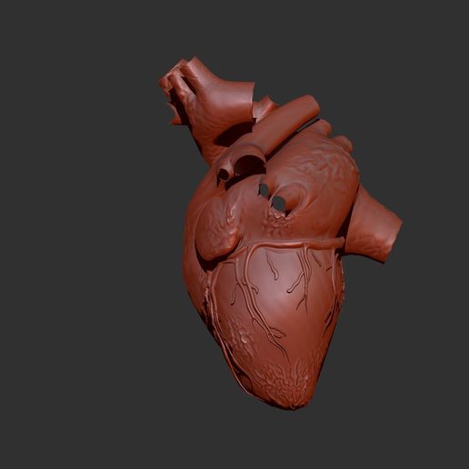 3D file HUMAN HEART 💜 ・Design to download and 3D print・Cults
