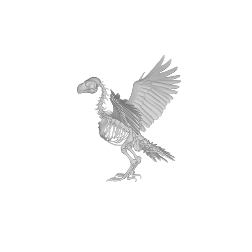 eagle skeleton labeled