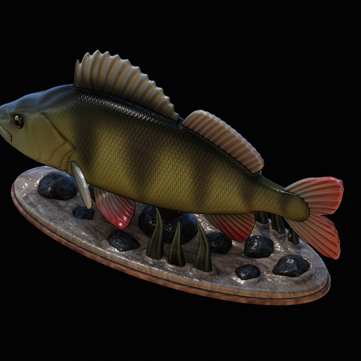 🐠 fish perch / Perca fluviatilis statue underwater detailed texture for ...