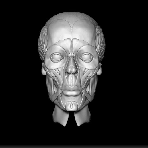 ⚕️ Face Muscles Anatomy Medical - 3D Print Facial Muscle Model - Human ...