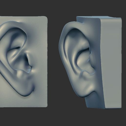 realistic ear