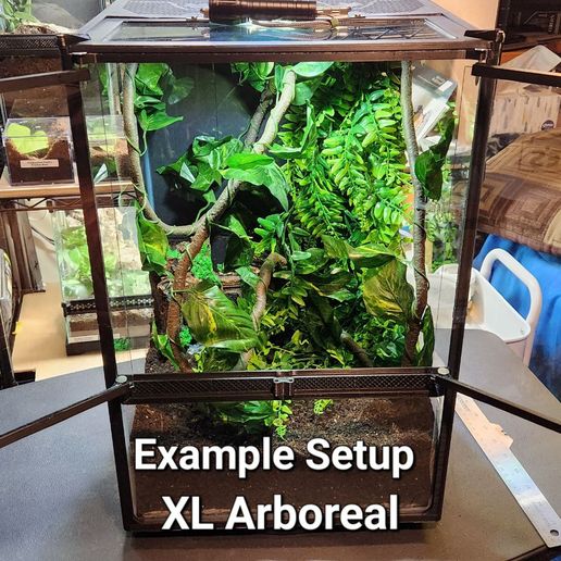 arboreal tarantula setup