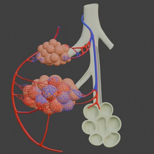 Stl File 3d Model Of Bronchioles And Alveoli Anatomy 💊 Obj・3d Printer Design To Download・cults