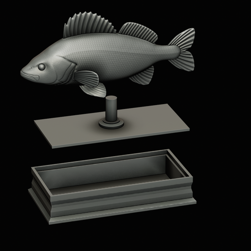 🐠 fish european perch / Perca fluviatilis with storage space / for 3d ...