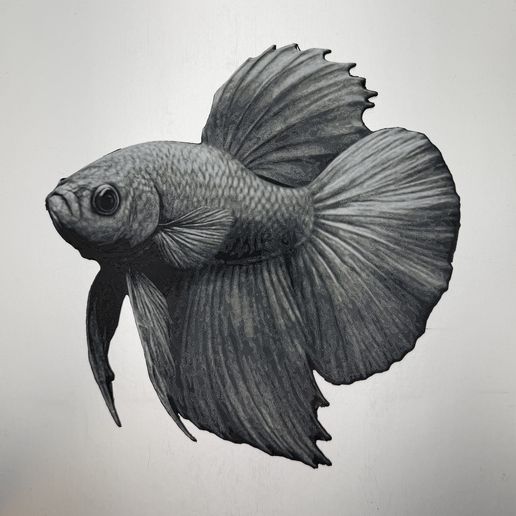 🐠 Betta Fish Hueforge Cutout (Greyscale)・Free STL File for 3D printing ...