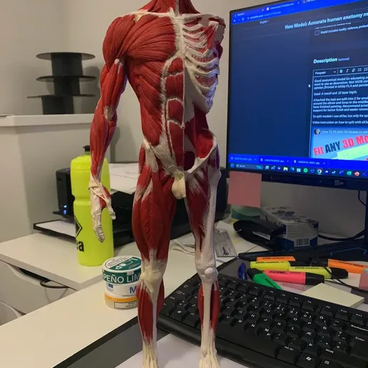 🔙 Anatomía Muscular Humana Vista Frontal y Posterior Modelo 3D - Figura ...