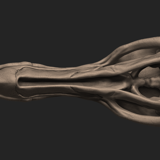 dodo bird skeleton stl