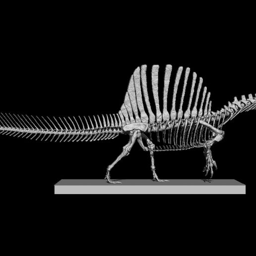 💀 SPINOSAURUS SKELETON V2, PART 1 OF 3・ 3D File for ・Cults