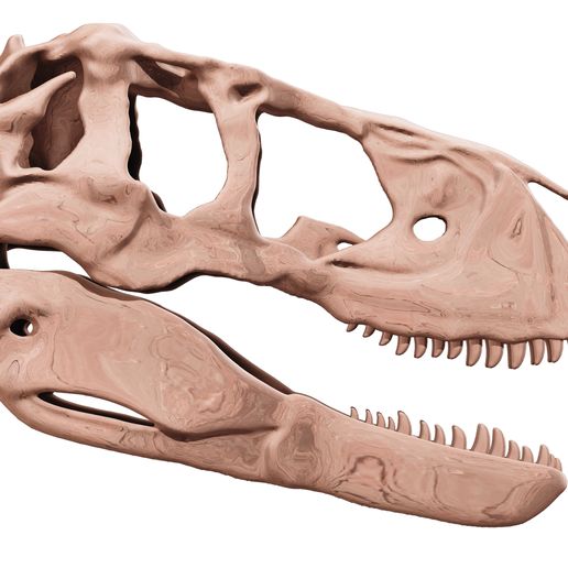 STL file Appalachiosaurus skull 💀 (OBJ)・Model to download and 3D print ...
