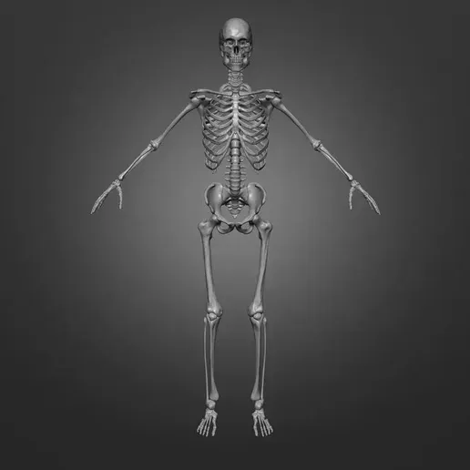 💀 Human Skeleton Base Mesh – Low Poly 3D Printable Model (STL)・ OBJ ...