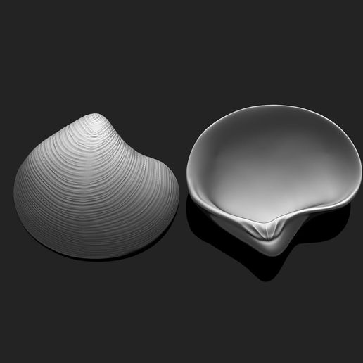🐚 Shell 8 - 3D Print - Aquarium - Sea Life・ 3D File for 3D printing・Cults