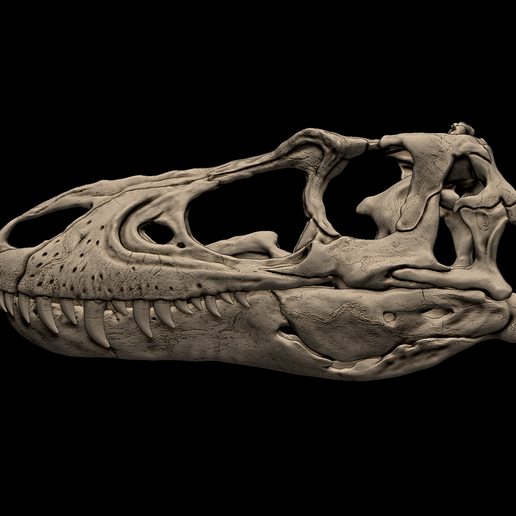 💀 Juvenile Gorgosaurus Skull 3D print model・ STL File for 3D printing・Cults