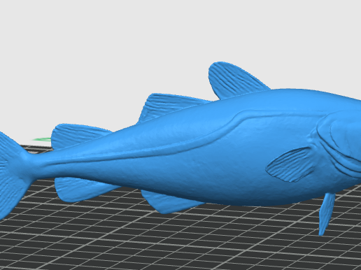 🐠 Pacific Cod Fish (Gadus macrocephalus)・Free 3MF File for 3D printing ...