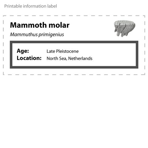 🦣 Mammoth molar・Free STL File for 3D printing・Cults