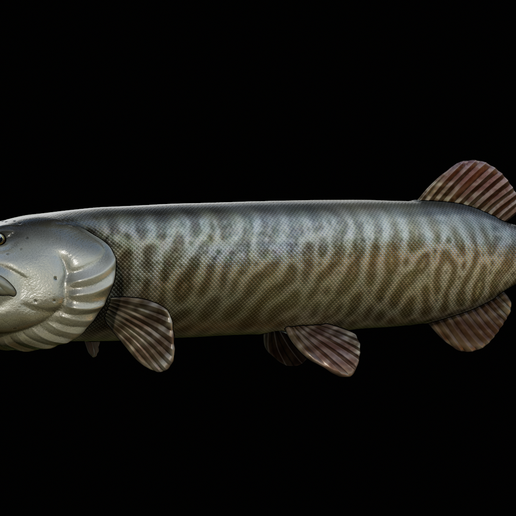 🐠 fish pike muskellunge muskie / Esox masquinongy statue underwater ...