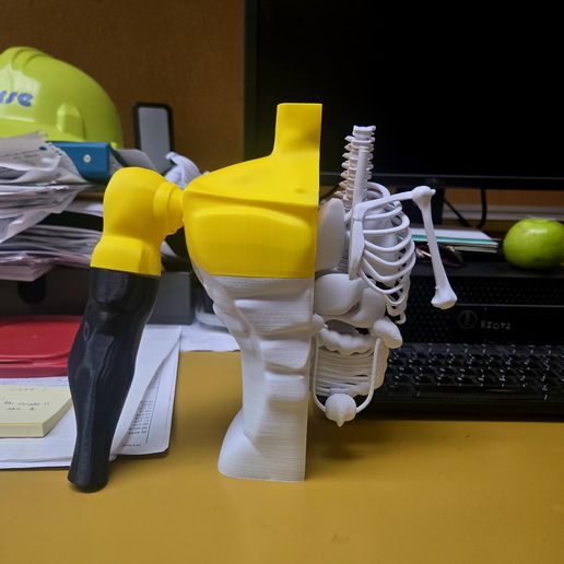 💀 Modular Human Anatomy Torso with Removable Organs – Educational 3D ...