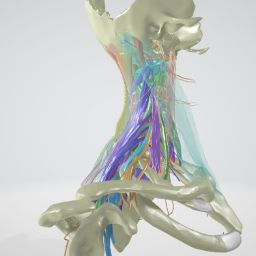 🦴 NECK AND SPINE ANATOMY WITH MUSCLES, VERTEBRAL ARTERY AND VEIN, NERVE ...