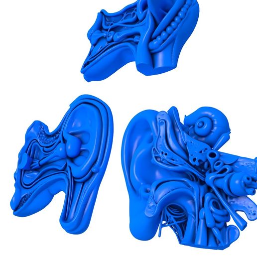 👂 ear anatomy / ear anatomy stl / ear / human ear / Ear Anatomy ...