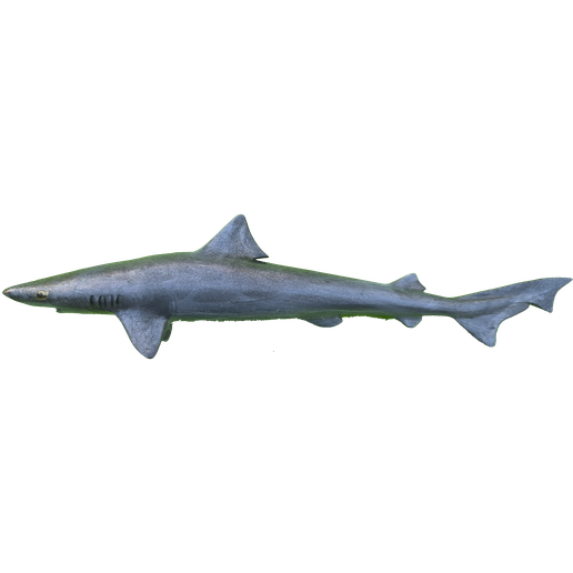 🐕 Spiny Dog Fish (Shark)・ STL File for 3D printing・Cults