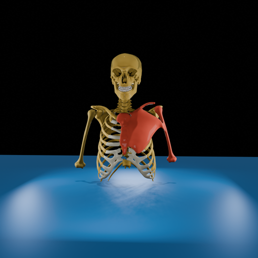 ⚕️ Pectoralis Major Muscle 3D Model - Chest Anatomy for 3D Printing ...