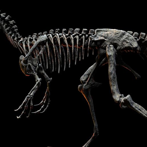 💀 YUTYRANNUS SKELETON TO 1:1 SCALE PART 4/8・ 3D File for 3D printing・Cults