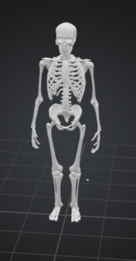 human skeletal system 3d